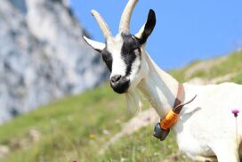 Alpine Goat - Breed Profile - Goat Journal